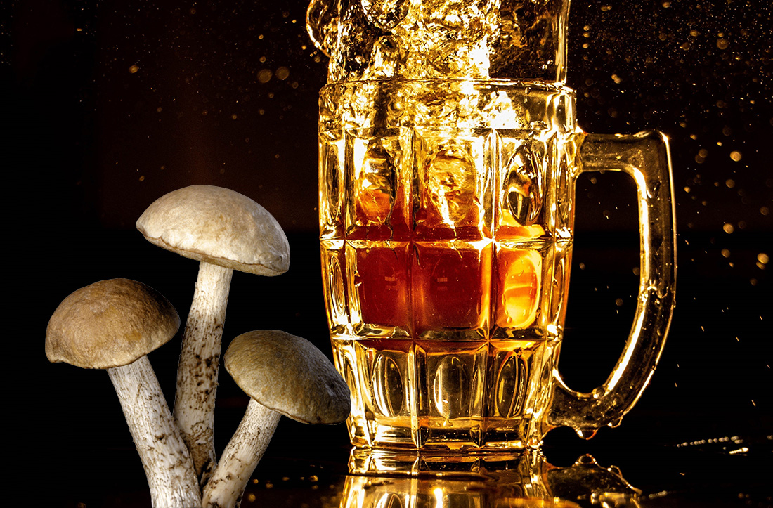 Is this company turning beer into psychedelics? | Avalon Magic Plants