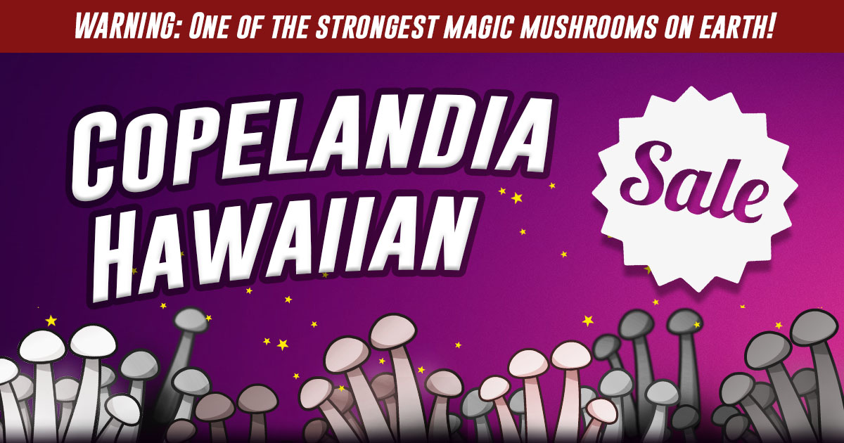 Copelandia Cyanescens: one of the strongest magic mushrooms of all!
