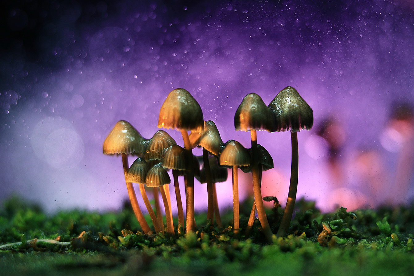 Could one specific shroom change the future of magic mushrooms?