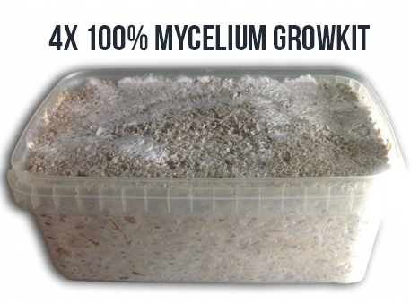 4X 100% Mycelium Kit | Avalon Magic Plants
