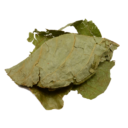 Banisteripsis Caapi leaves - 100 grams