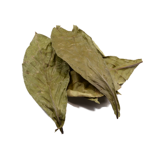 Psychotria Viridis (Chacruna) Leaves | Avalon Magic Plants