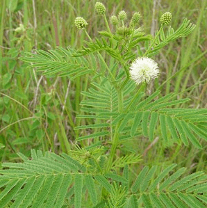 Desmanthus Illinoensis 10 Seeds | Avalon Magic Plants