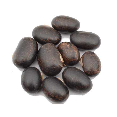 Mucuna Pruriens Velvet Beans | Avalon Magic Plants