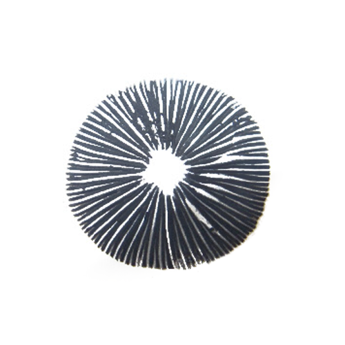 Mexican spore print | Avalon Magic Plants