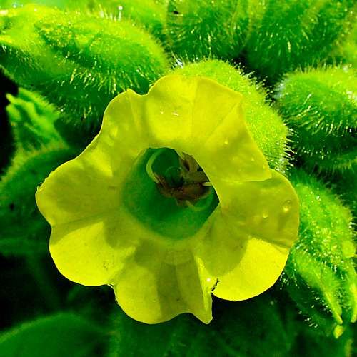 Nicotiana Rustica Tobacco 20 Seeds | Avalon Magic Plants