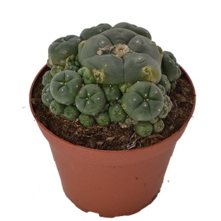 Peyote Cactus Huge Cluster | Avalon Magic Plants